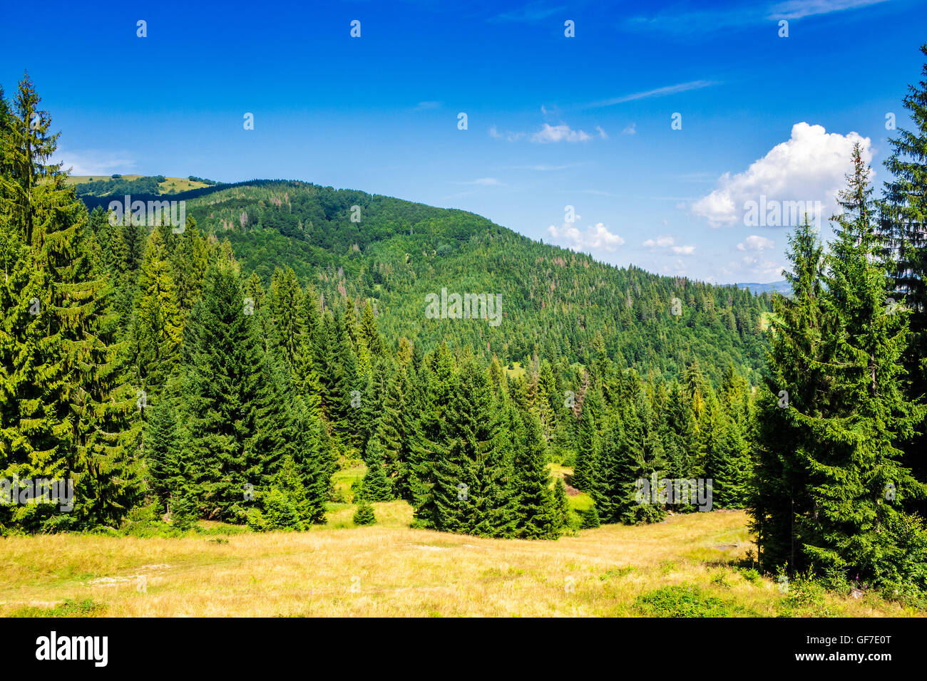 Coniferous mountain forest hi-res stock photography and images - Alamy