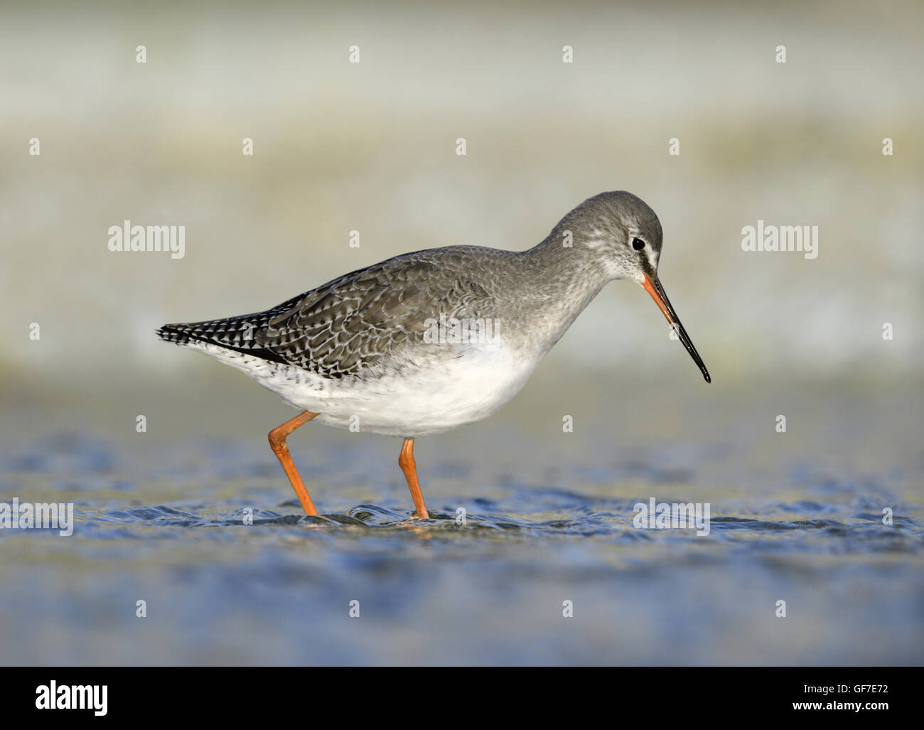 Spotted Redshank - Tringa erythropus Stock Photo - Alamy Spotted Redshank - Tringa erythropus Stock Photo - Alamy