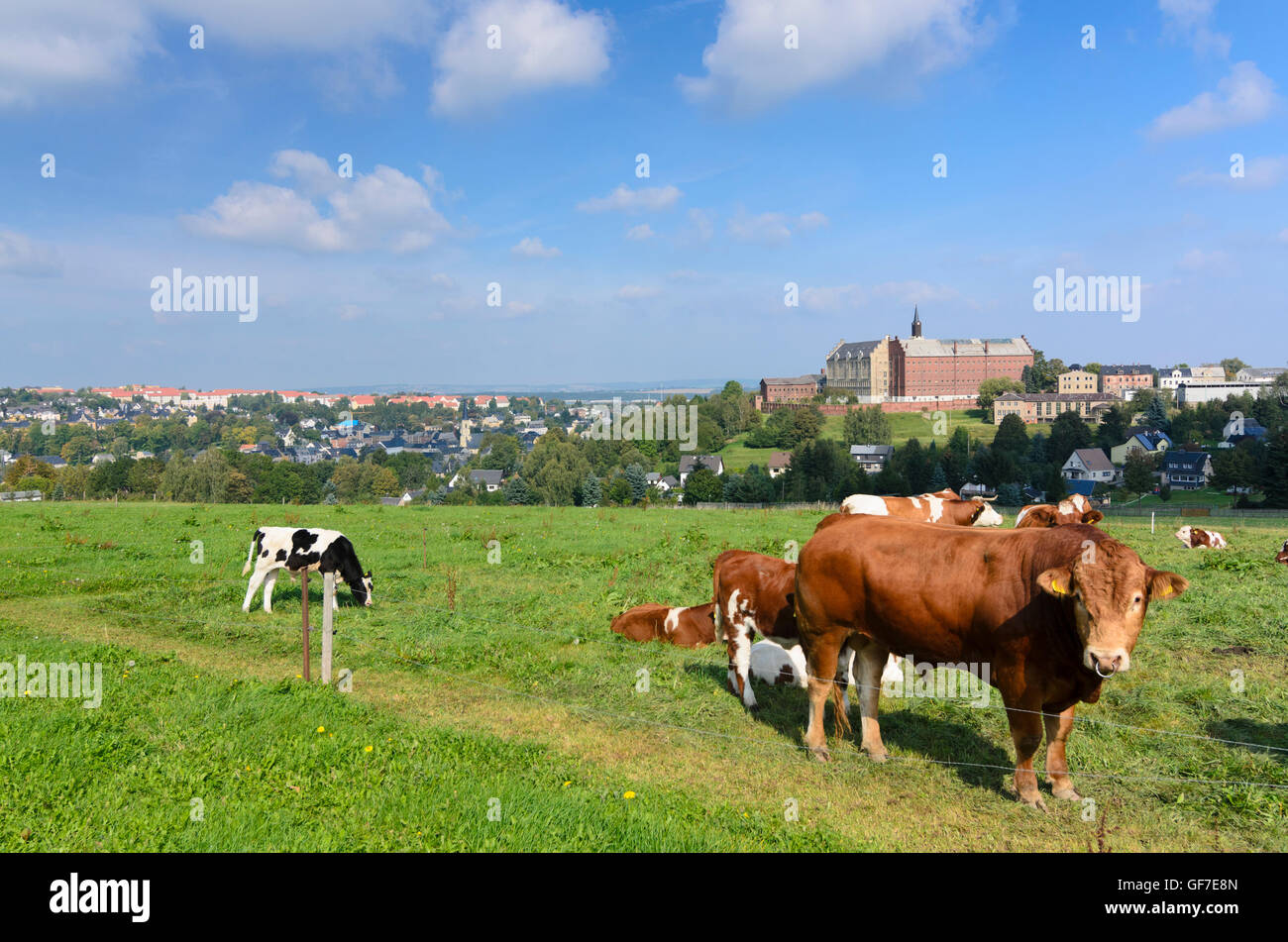 Stollberg/Erzgebirge: former women's prison Hoheneck, cows, Germany ...