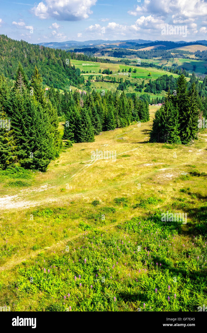 Coniferous mountain forest hi-res stock photography and images - Alamy