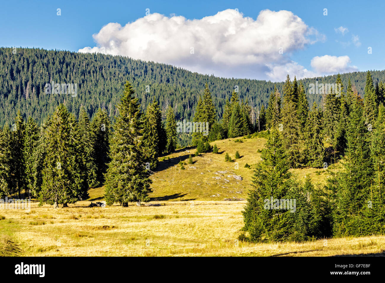 Coniferous forest on steep mountain hi-res stock photography and images ...