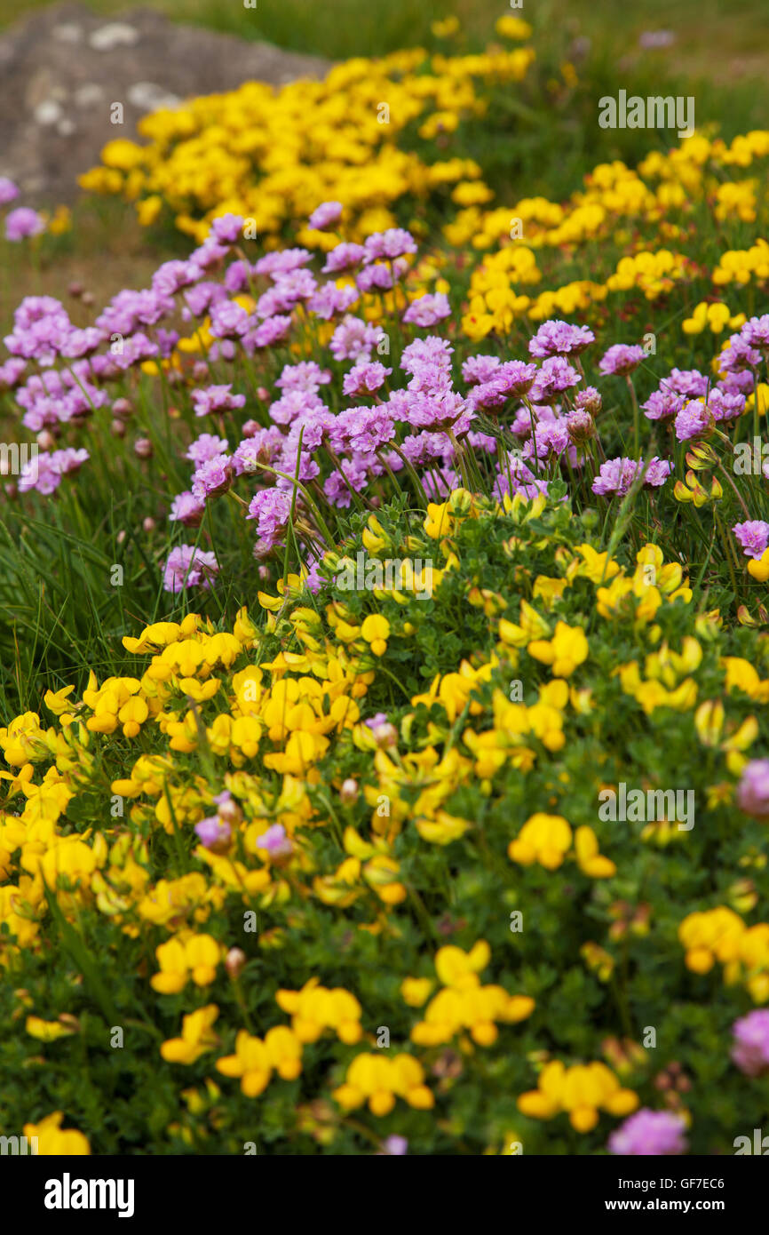 Wildflowers and sea hi-res stock photography and images - Alamy