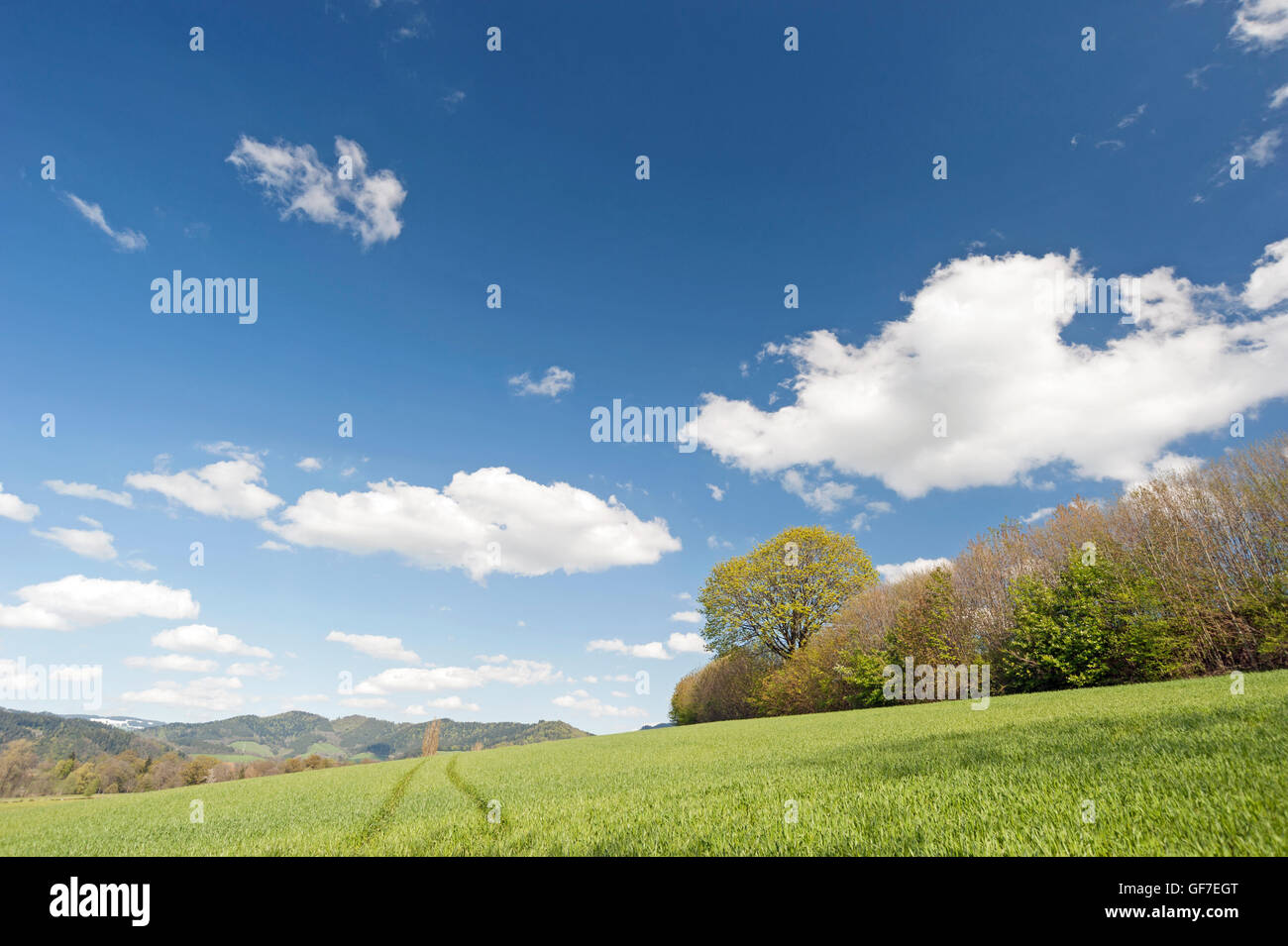 Field with blue clouded sky Stock Photo - Alamy