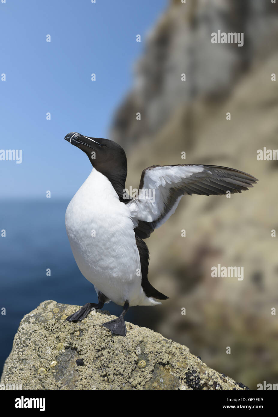 Razorbill - Alca torda Stock Photo - Alamy