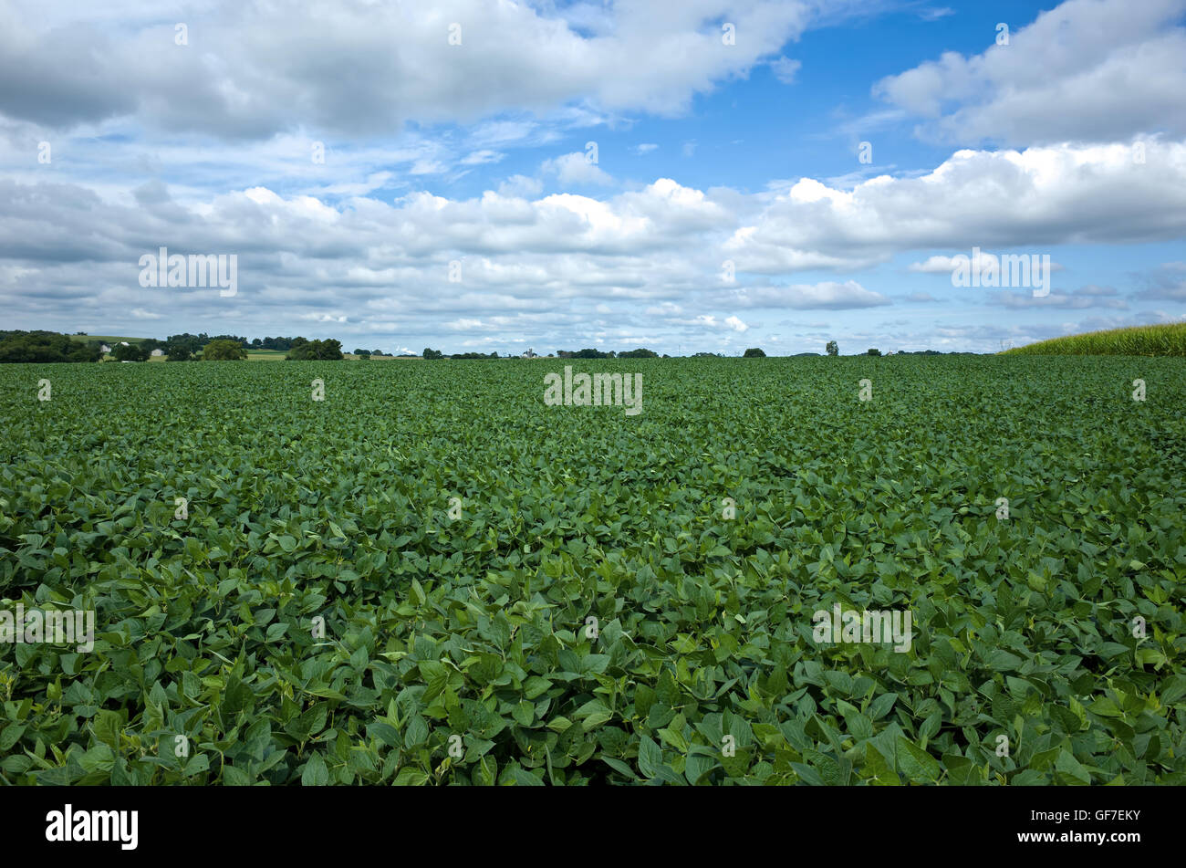 Fields of soybeans and corn. S Stock Photo - Alamy