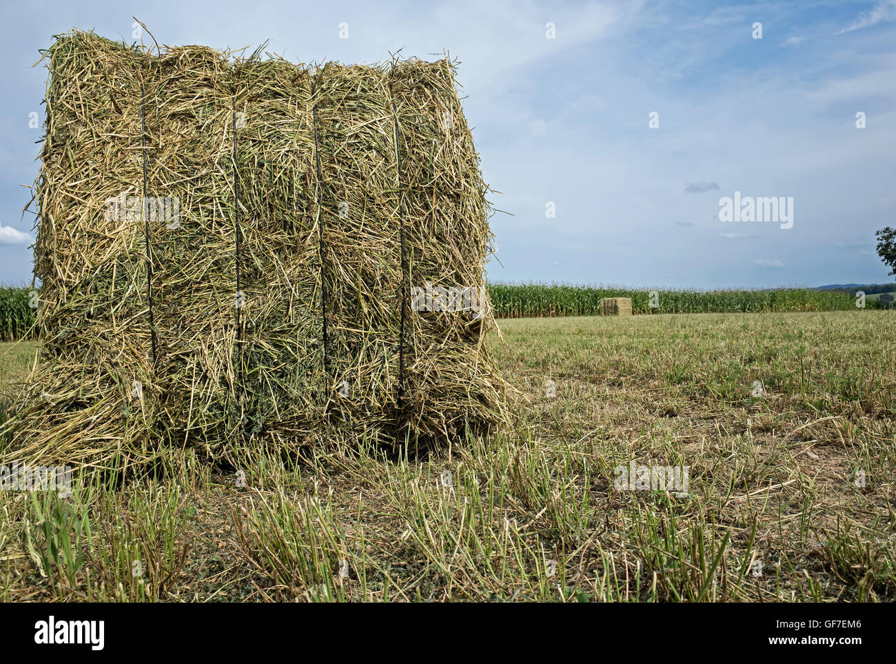 Bale of recently cut alfalfa. Alfalfa, Medicago sativa, also called ...