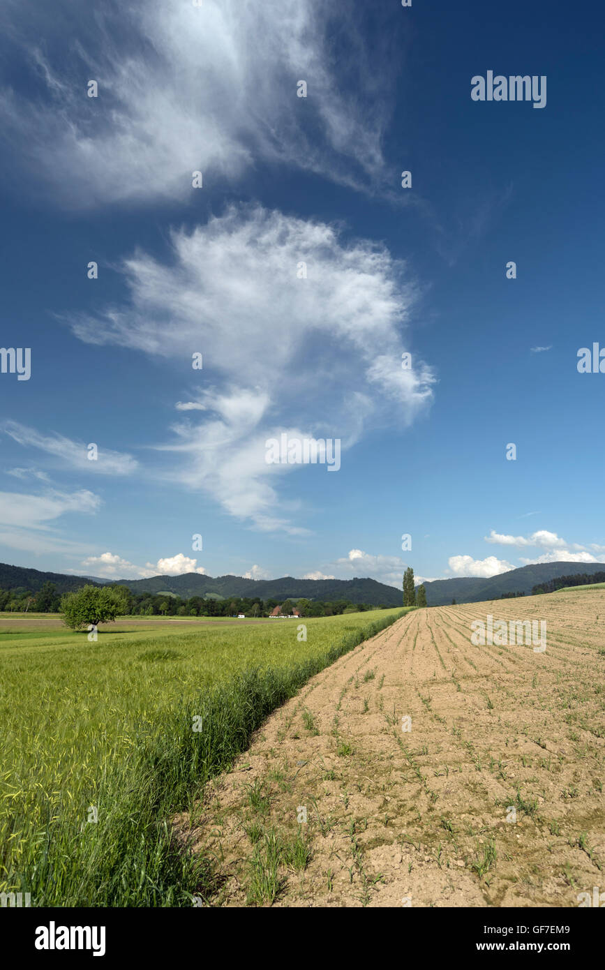 Field in Southern Germany Stock Photo - Alamy