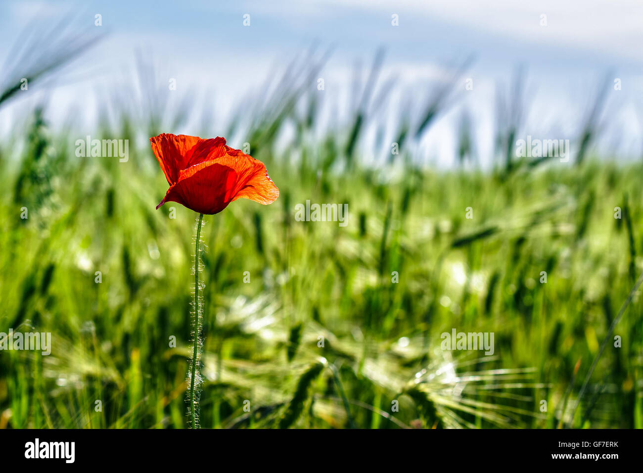 Poppy one flower hi-res stock photography and images - Alamy