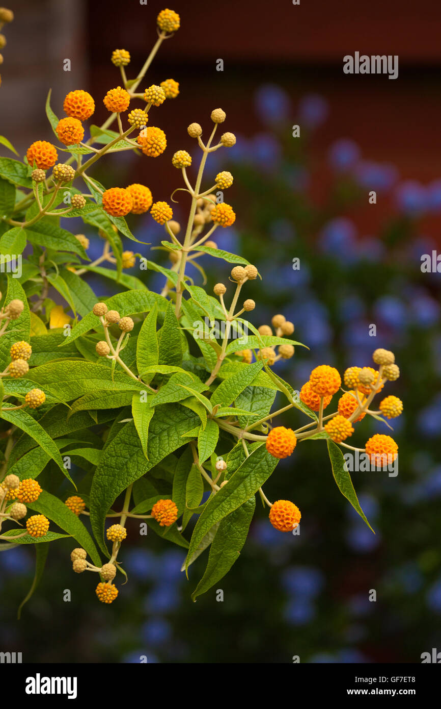 Butterfly buddleja globosa hi-res stock photography and images - Alamy