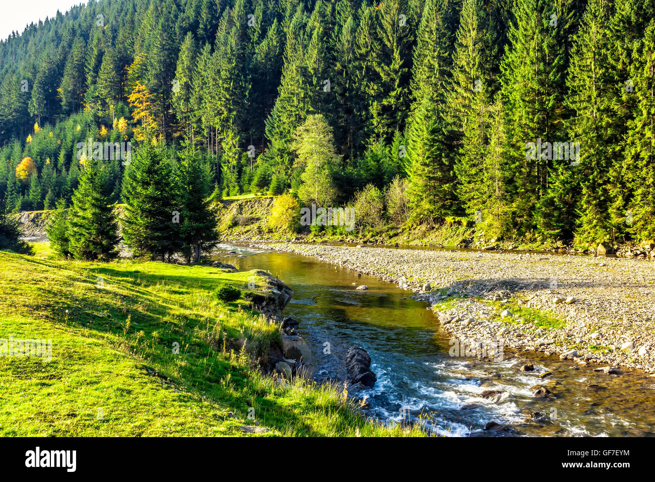 landscape with river among the conifer forest in mountains Stock Photo ...