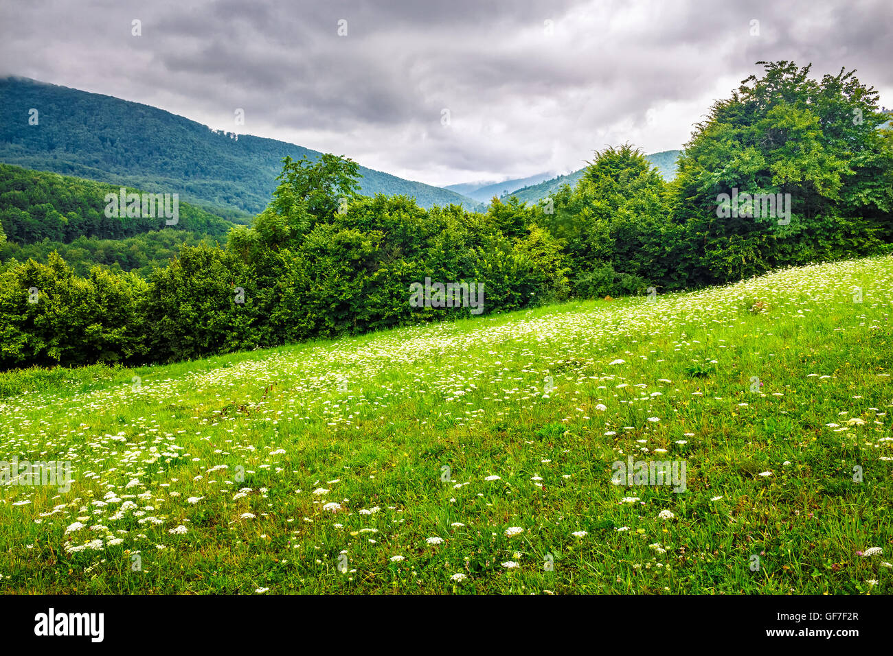 forest on the hillside meadow with few flowers in fresh grass Stock ...