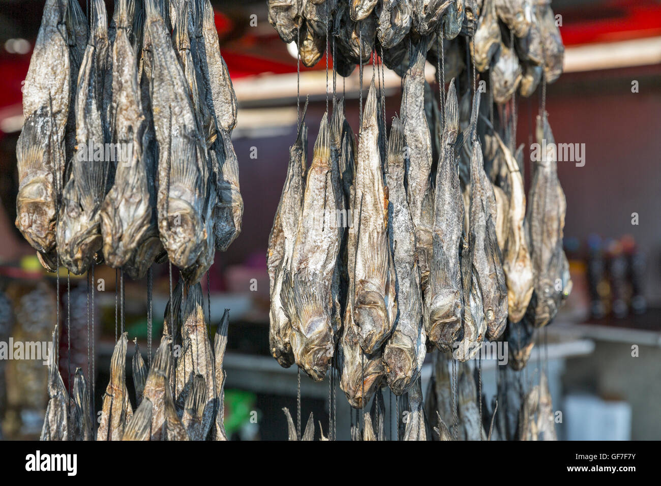 Bullhead fish hi-res stock photography and images - Alamy