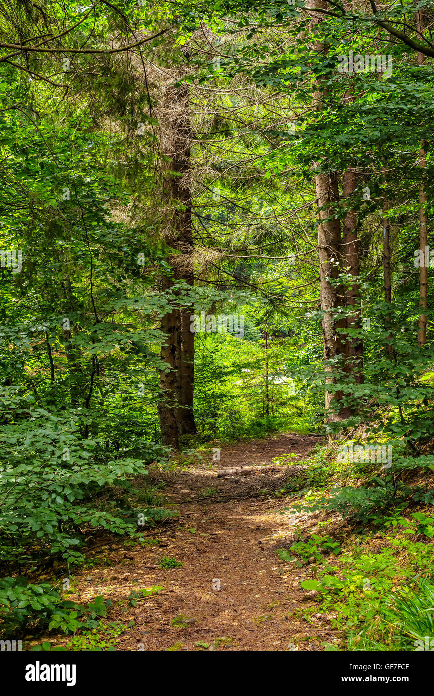 narrow path in a conifer forest. tree roots have sprouted across the ...