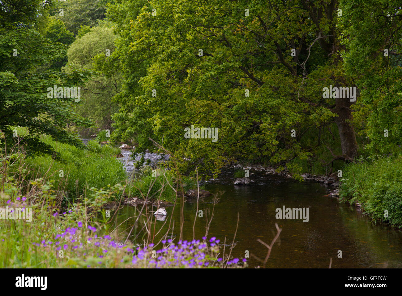 River Devon at Rumbling Bridge Perth and Kinross, Scotland Stock Photo ...
