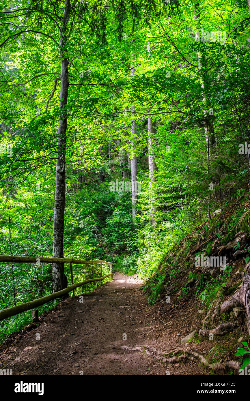 Roots across path hi-res stock photography and images - Alamy