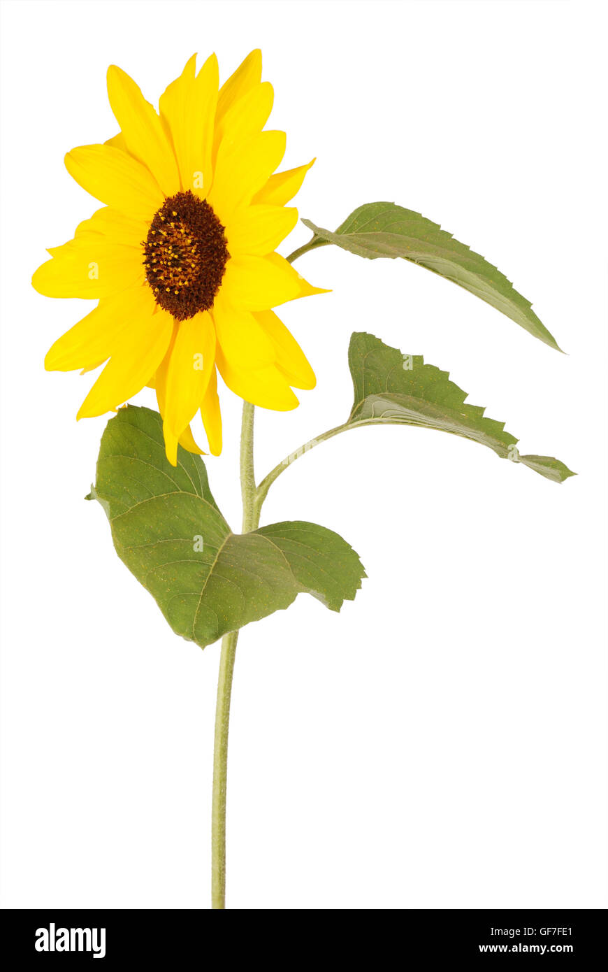 Beautiful sunflower turned to the left isolated on white Stock Photo ...