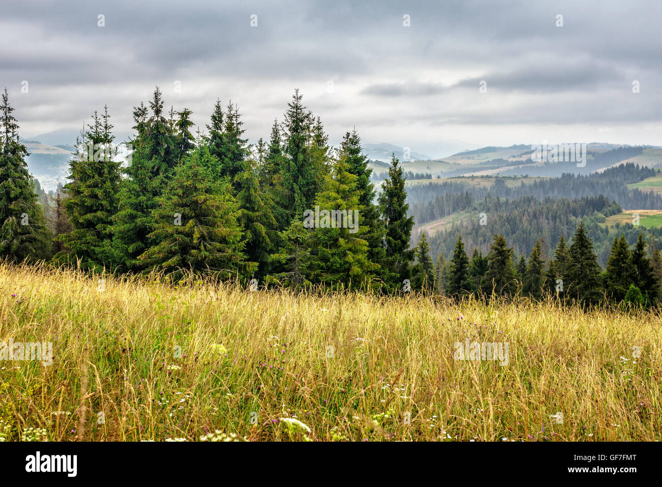 large meadow with mountain herbs and a conifer forest in front of ...
