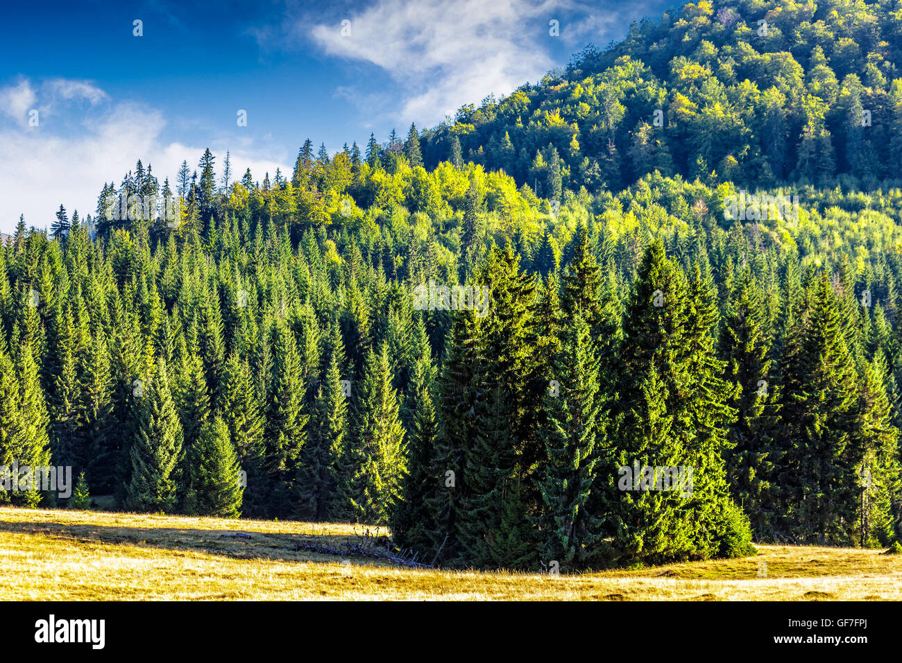 Coniferous mountain forest hi-res stock photography and images - Alamy