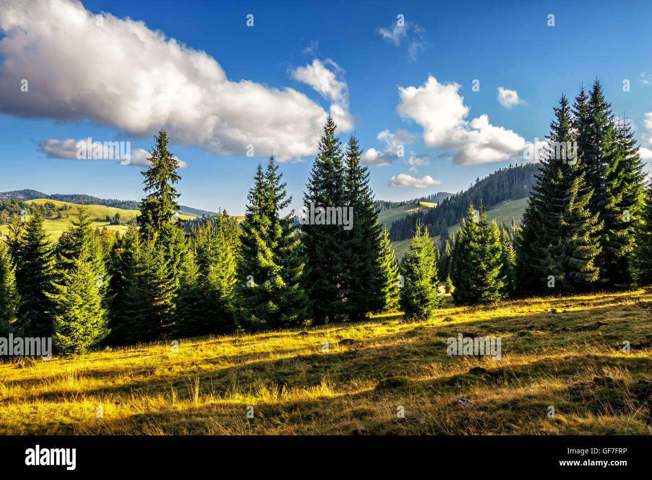 Mountain side forest hi-res stock photography and images - Alamy