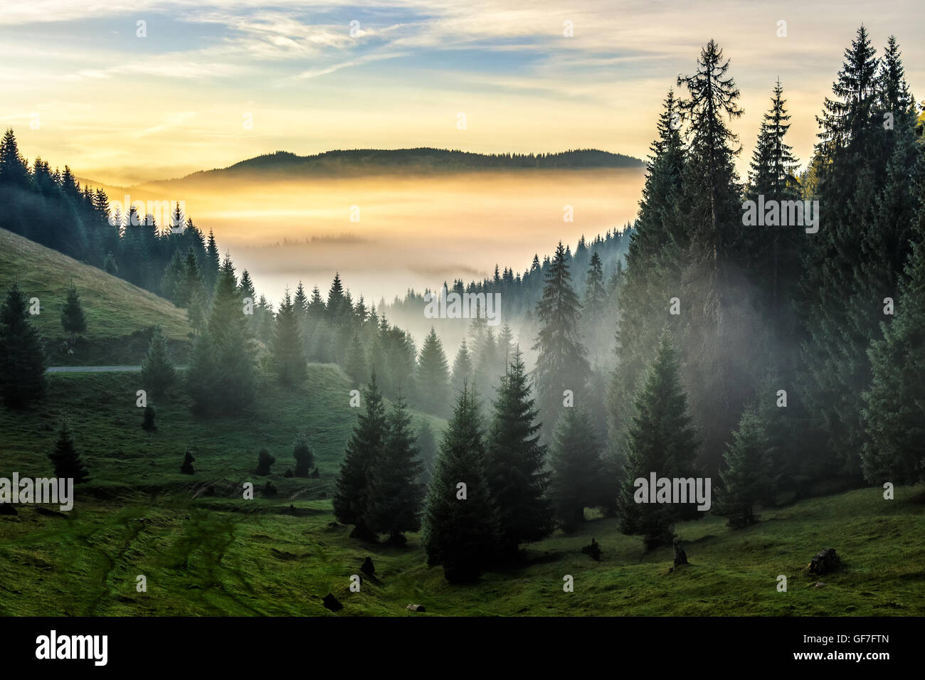 cold morning fog on hot sunrise in spruce forest in mountains Stock ...