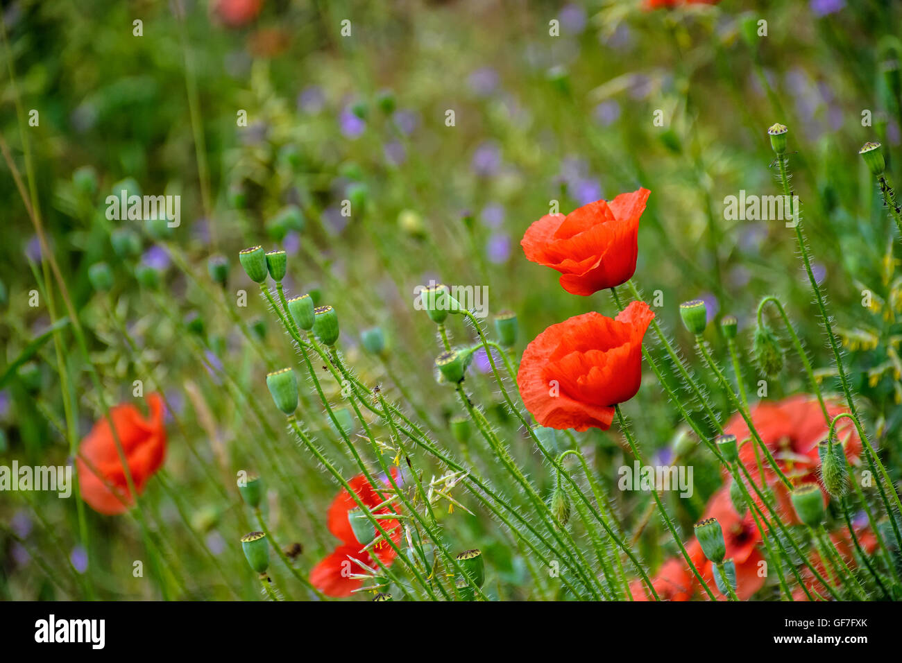 Closeup few big poppy flowers hi-res stock photography and images - Alamy