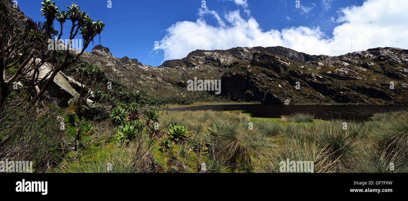 Afro alpine plants hi-res stock photography and images - Alamy