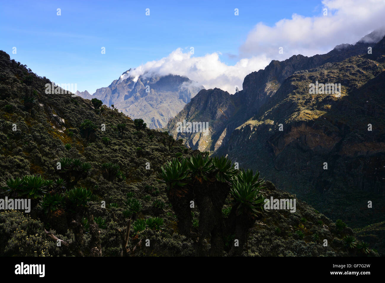 Grand view on Mount Stanley along the Kilembe Trail, Rwenzori Mountains ...