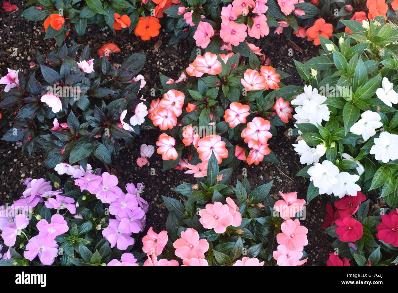Dense petal pattern hi-res stock photography and images - Alamy