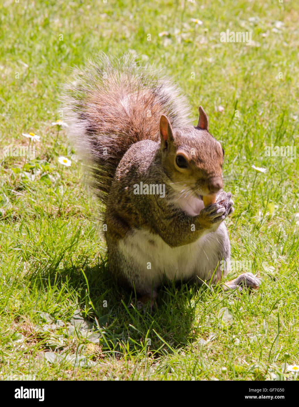 A tame grey squirrel Stock Photo - Alamy