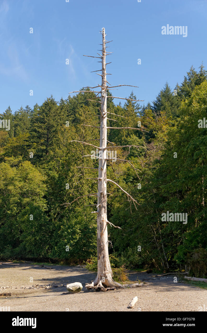 Stark tree hi-res stock photography and images - Alamy