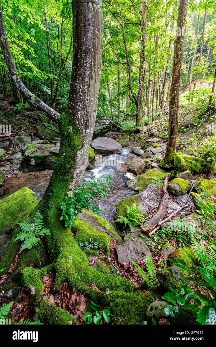 Crooked forest hi-res stock photography and images - Alamy