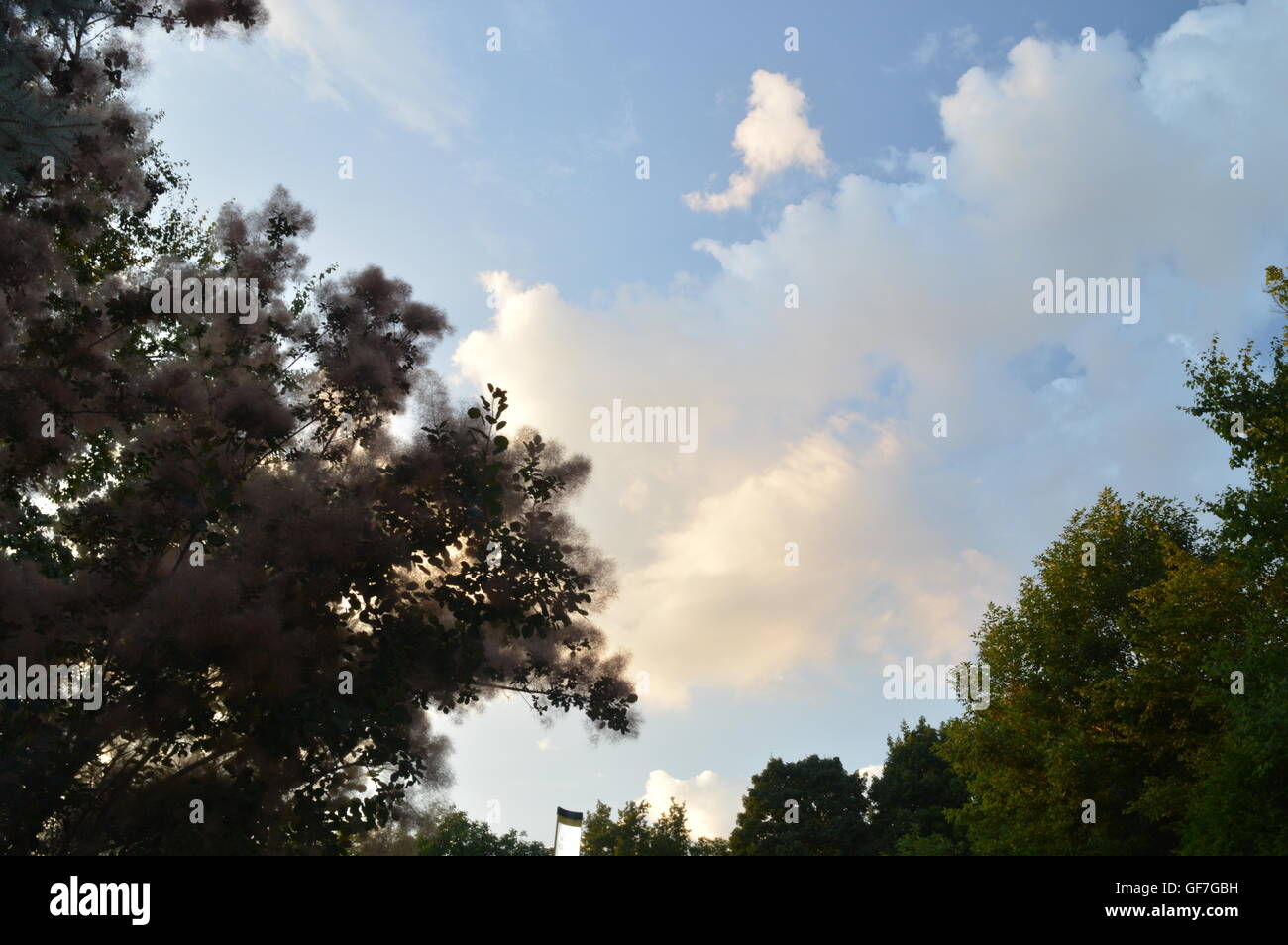 Fluffy tree under watermelon clouds Stock Photo - Alamy