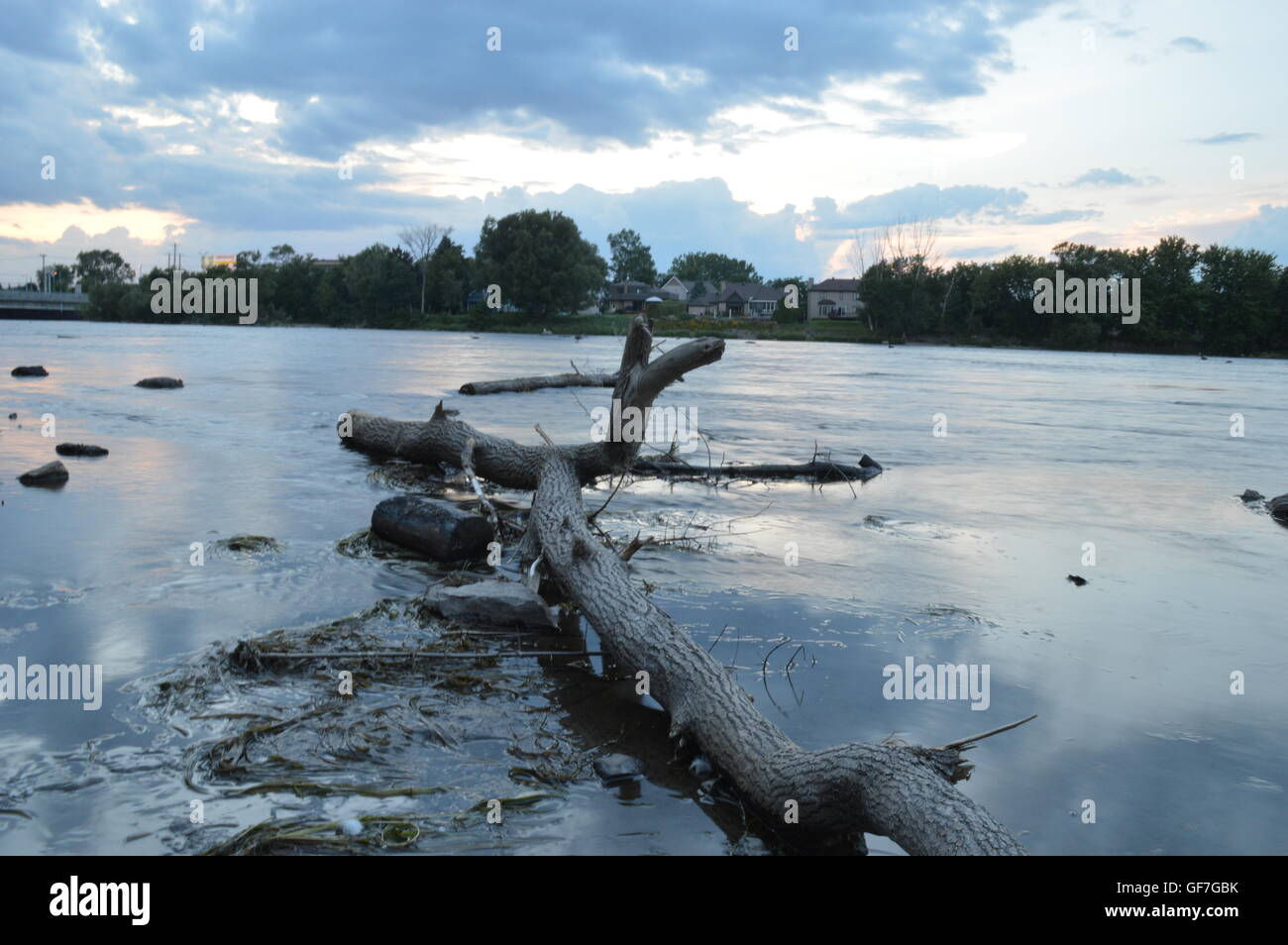 Tree remains hi-res stock photography and images - Alamy