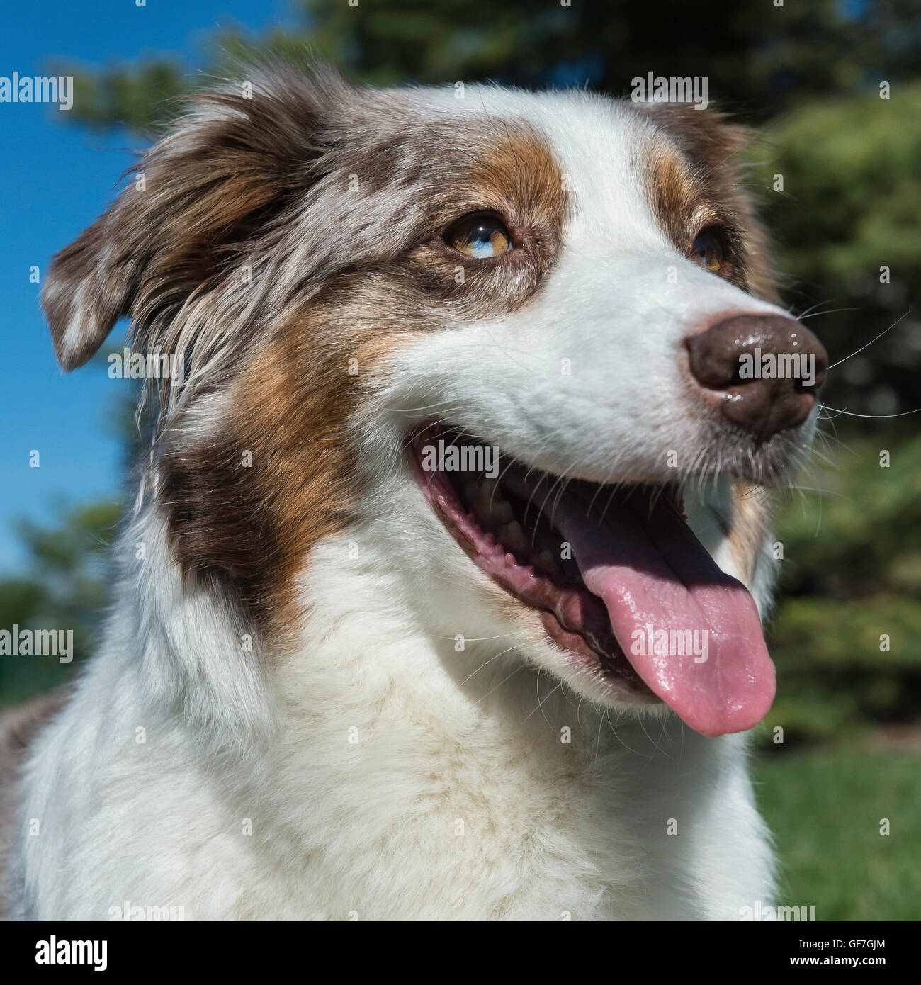 Red merle Australian shepherd dog, female Stock Photo - Alamy
