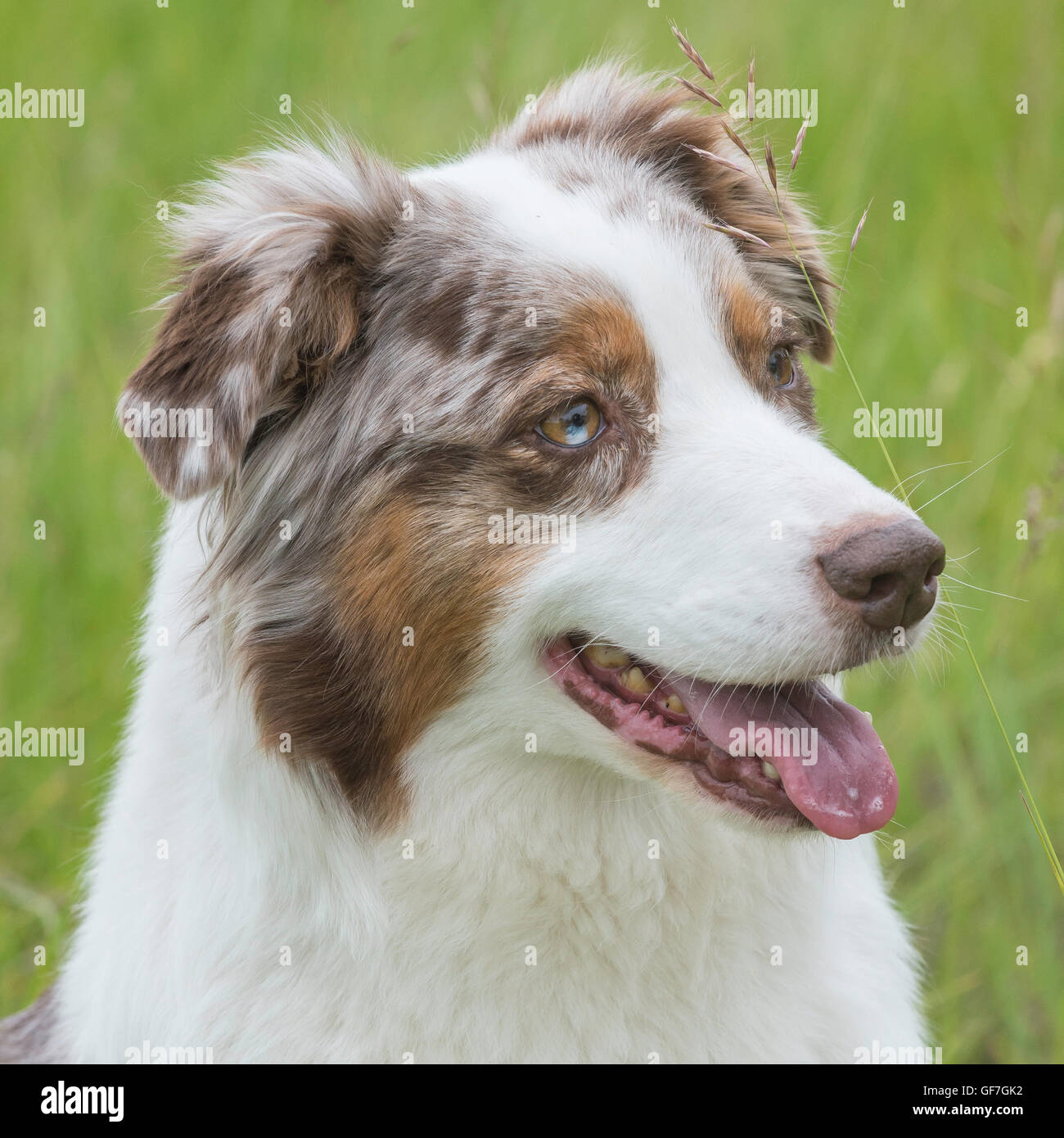 Red merle Australian shepherd dog, female, in a field Stock Photo - Alamy