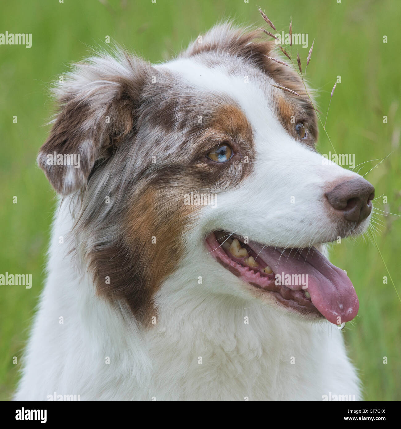 Red merle Australian shepherd dog, female, in a field Stock Photo - Alamy