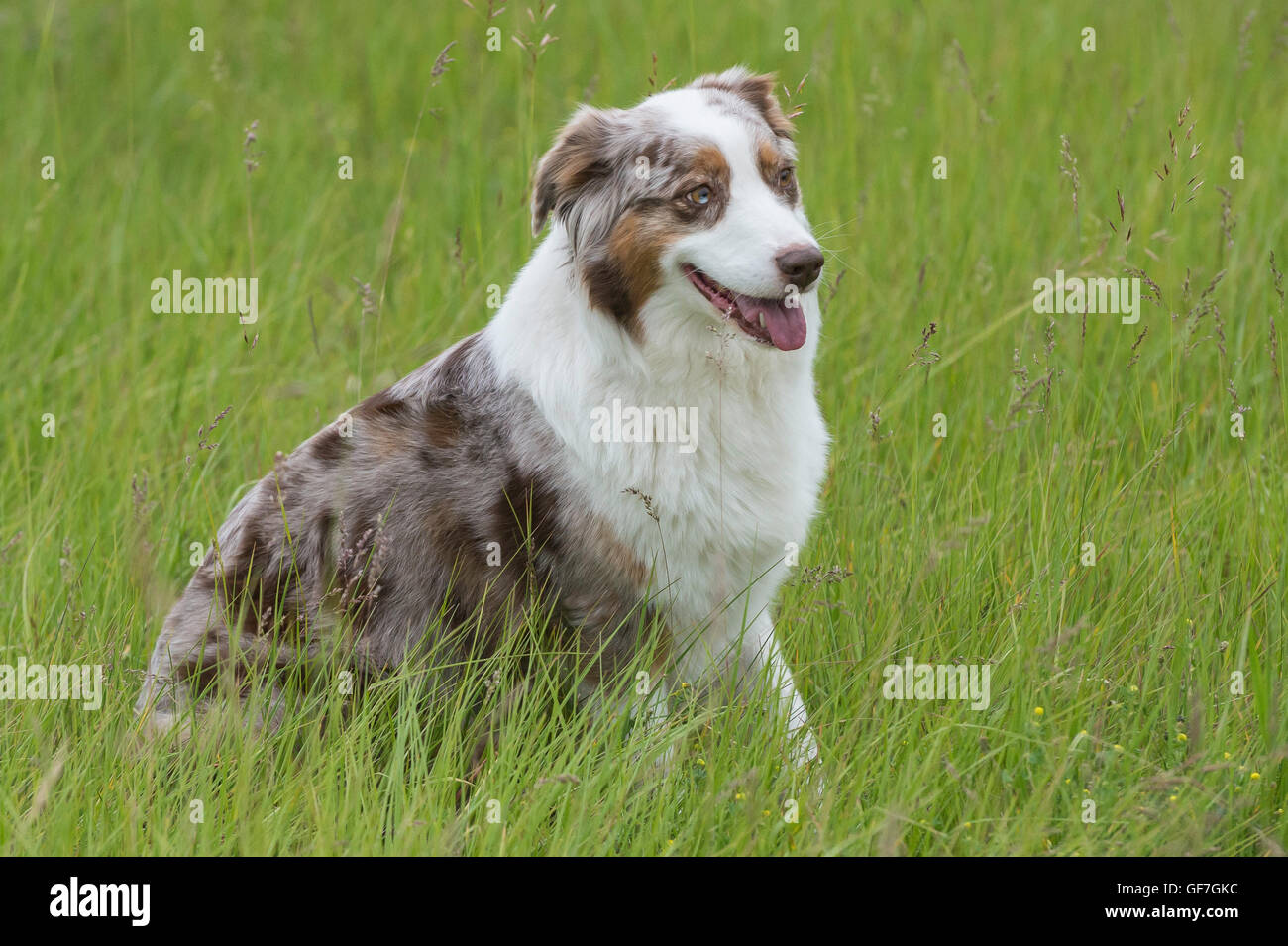 Red merle Australian shepherd dog, female, in a field Stock Photo - Alamy