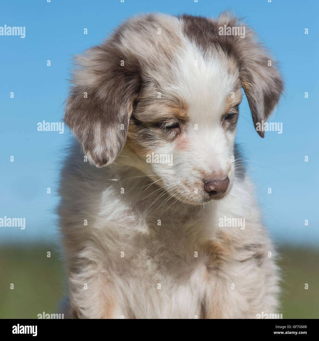 Red merle australian pup hi-res stock photography and images - Alamy