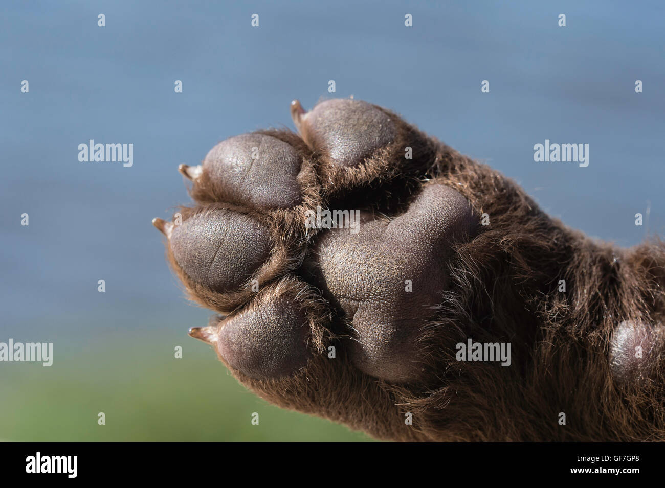 Puppy paw pads hi-res stock photography and images - Alamy