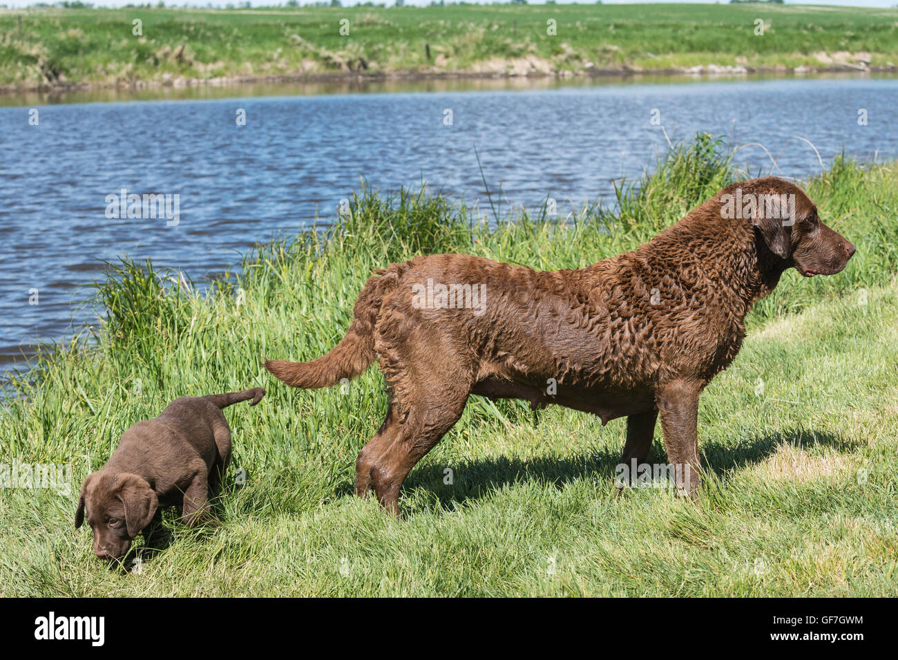 Chesapeake Bay Retriever female, Tikka, Grand Champion Excellent, with ...