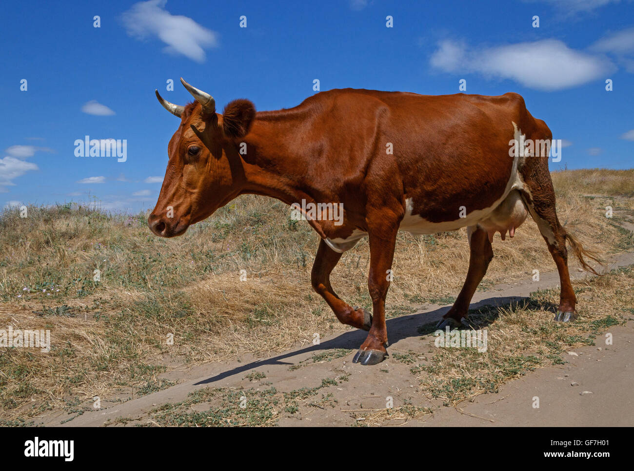 milk cow walking by countryside road Stock Photo - Alamy