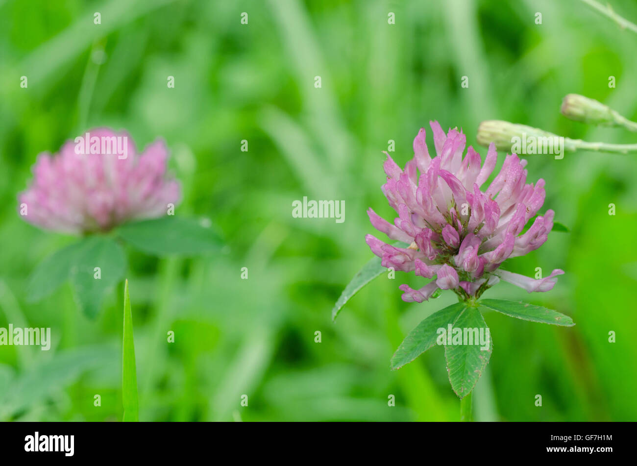 Red clover flowers hi-res stock photography and images - Alamy