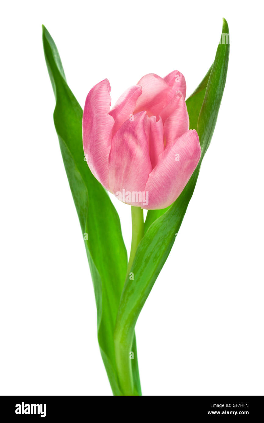 single pink tulip on a white background Stock Photo - Alamy