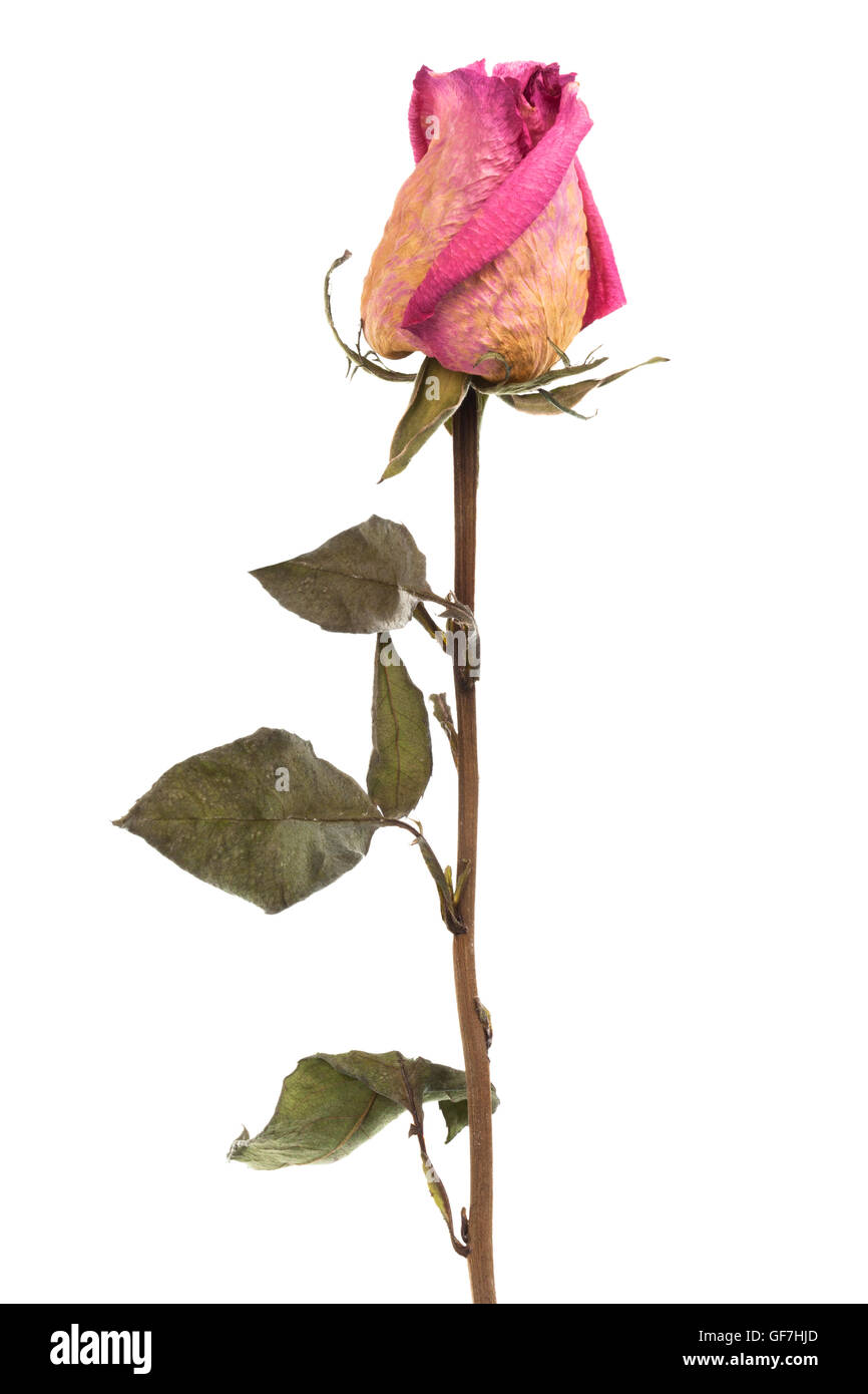 Pink autumn rose Cut Out Stock Images & Pictures - Alamy