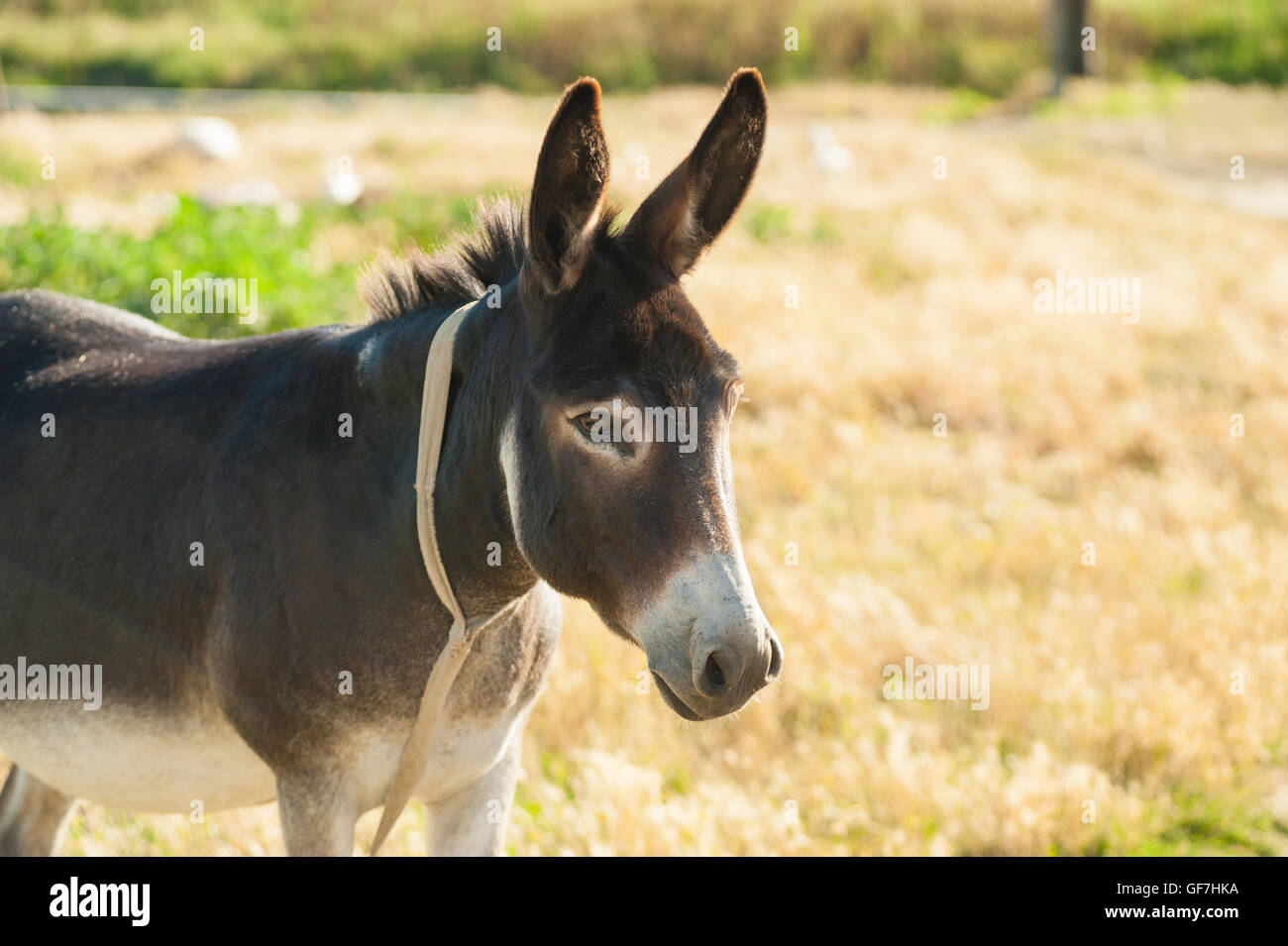 Close up of a donkey hi-res stock photography and images - Alamy