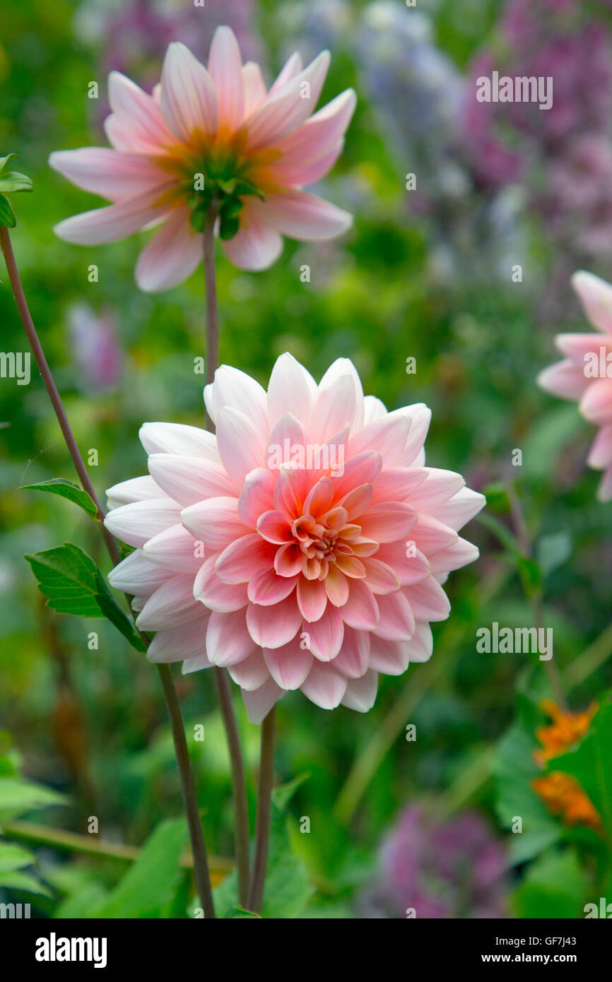 Dahlia Gerrie Hoek in garden border Stock Photo - Alamy