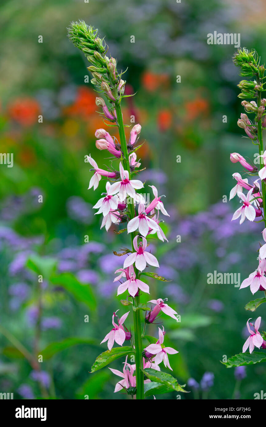 Lobelia Compton Pink in garden border Stock Photo - Alamy