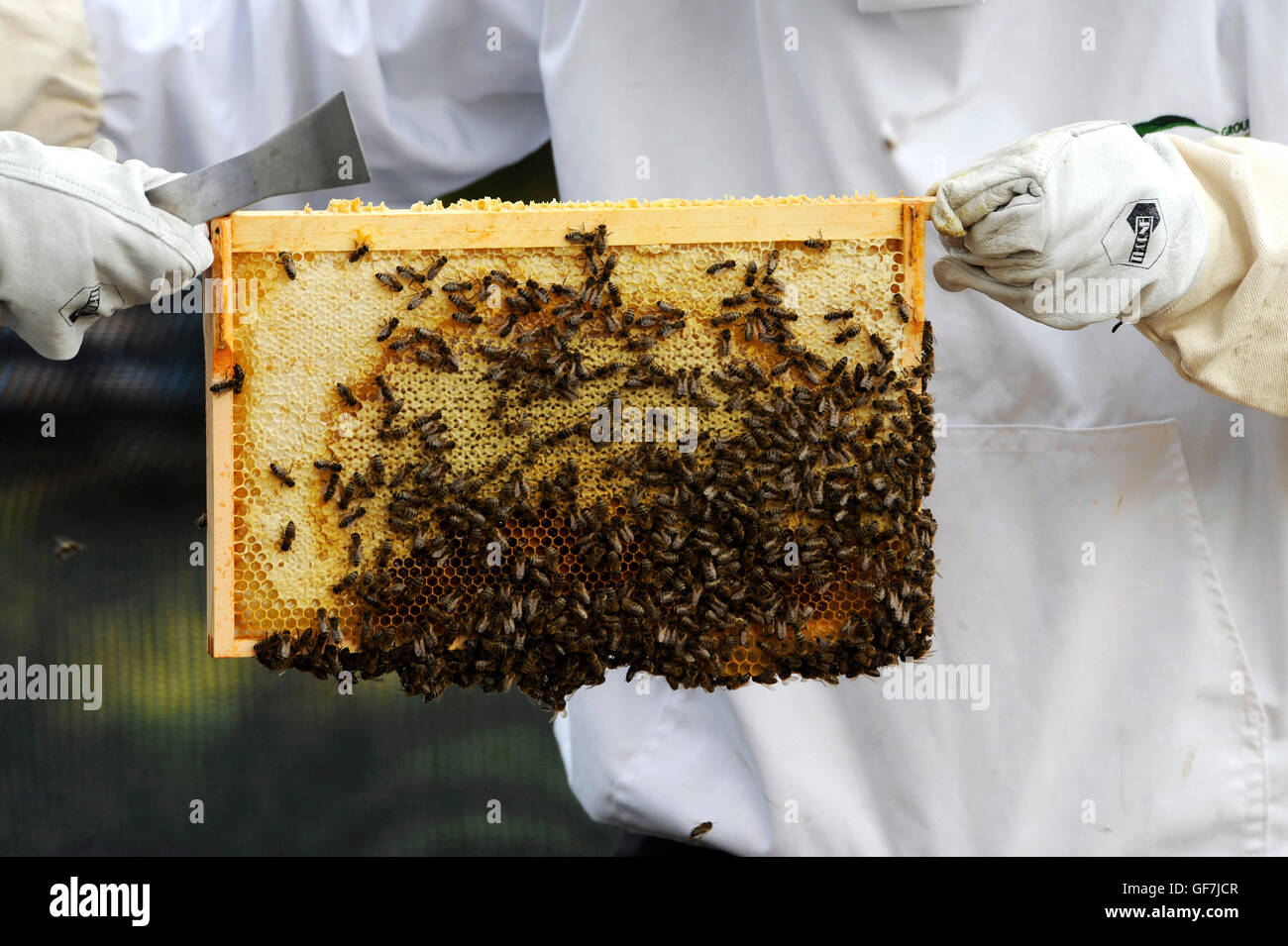 Frame with honey bees Stock Photo - Alamy