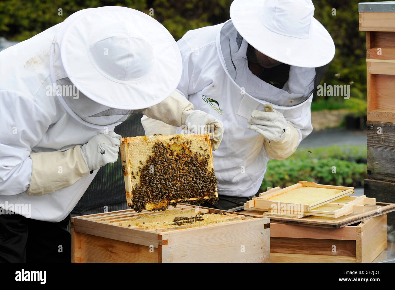 Frame with bees Stock Photo - Alamy