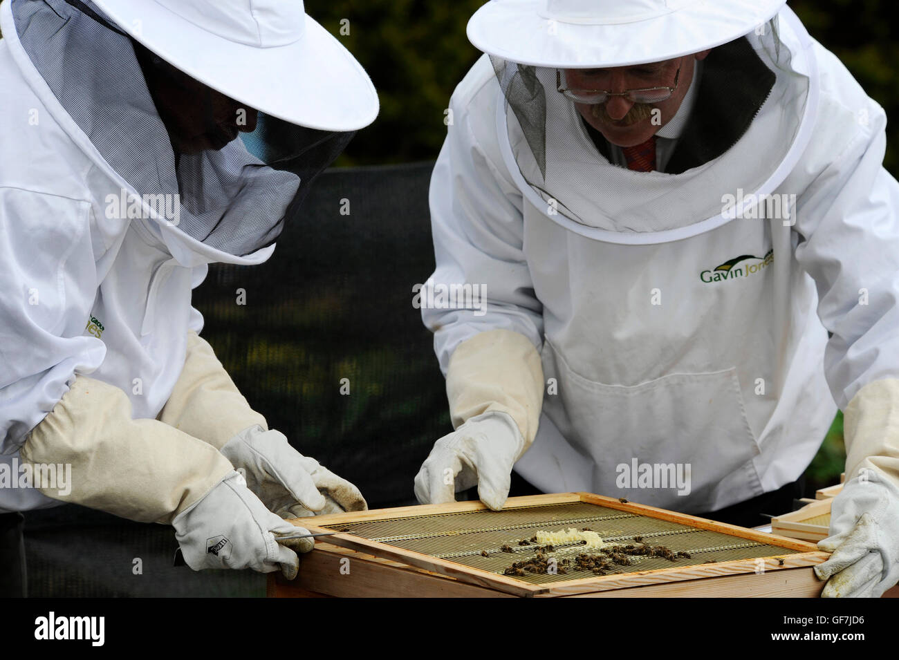 Opening up a beehive Stock Photo - Alamy